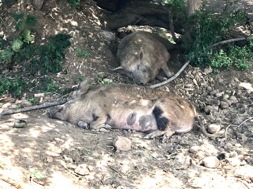 Curaçao – Live Cook Travel