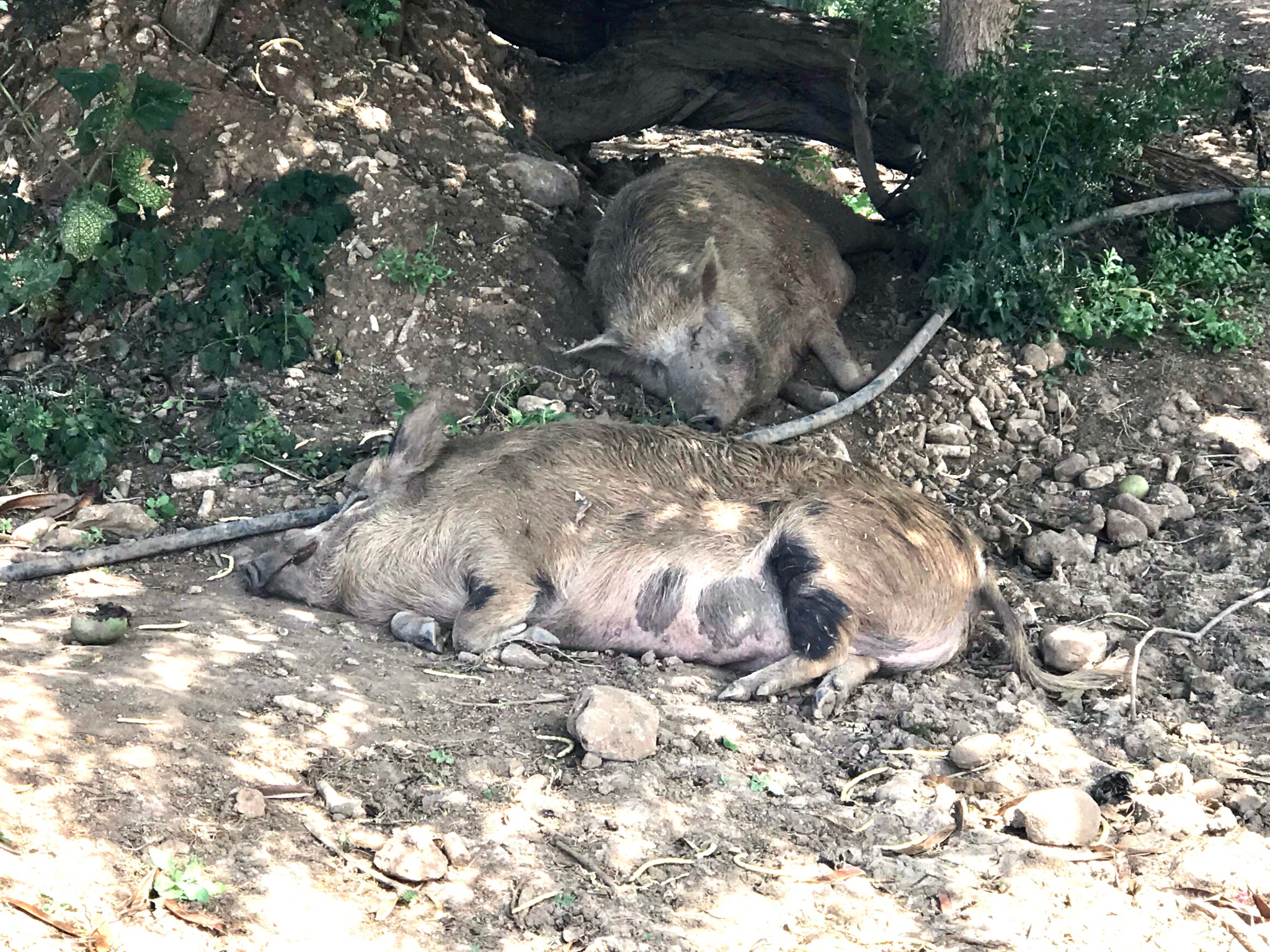 Curaçao – Live Cook Travel